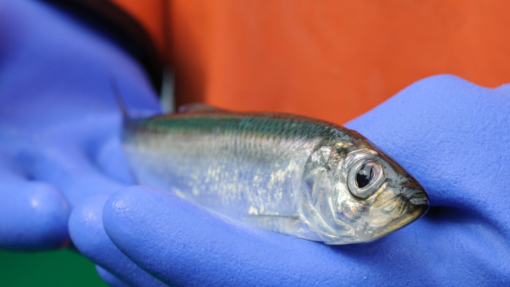 Der Hering: Fisch des Jahres 2021 - stadtmarketing-bremerhaven.de